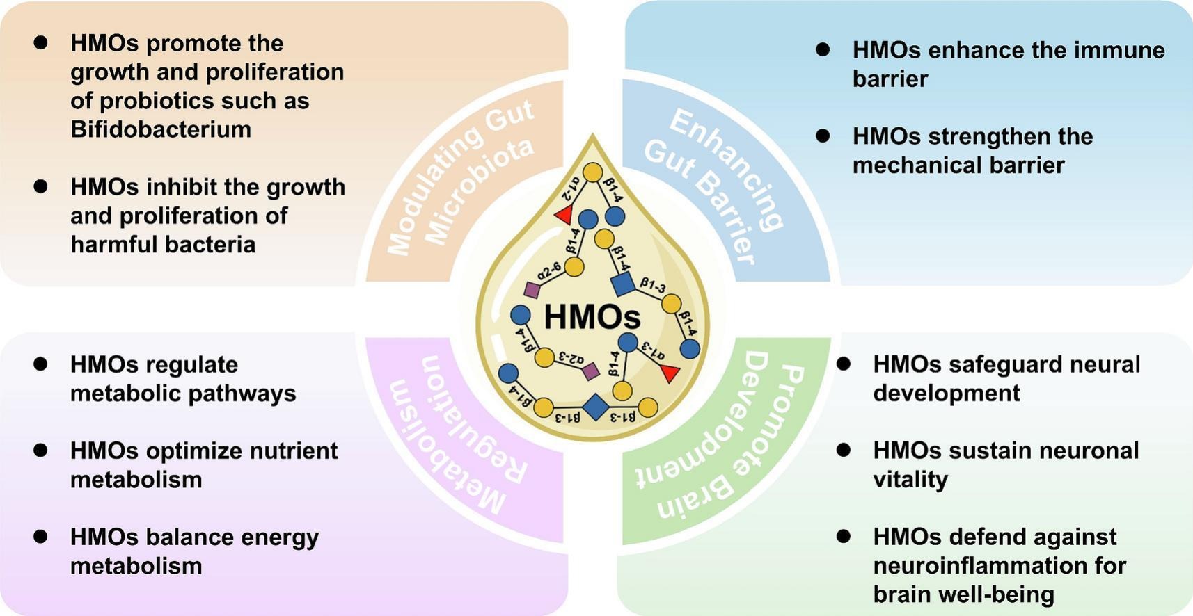 Human milk oligosaccharides